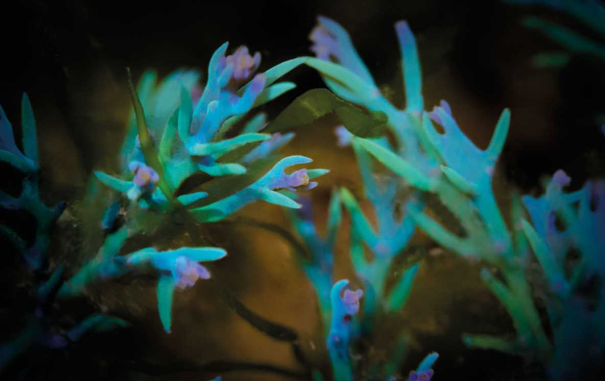 Unlocking the Secrets of Rainbow Algae: A Radiant Solution for Evening ...